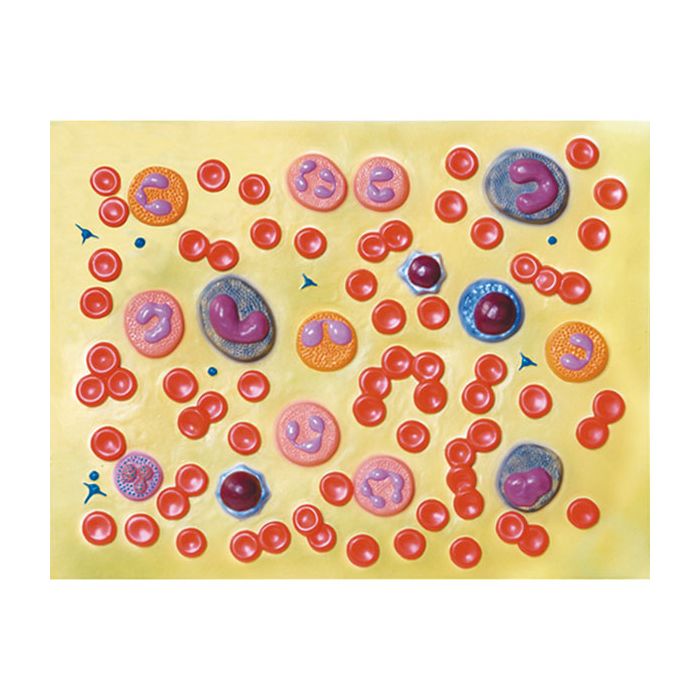 Blood Cells Model - SAVELIVES