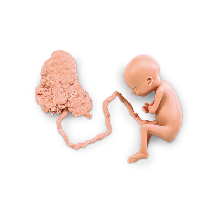 Fetus, 7 Months w/Placenta, Female - SAVELIVES
