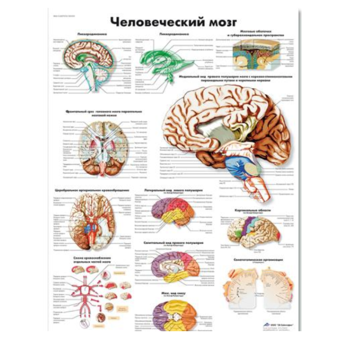 Human Brain Chart_RUS_L - SAVELIVES