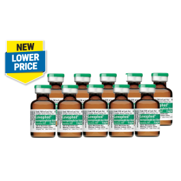 Levophed (Norepinephrine) 4MG/4mL 10 per Box - SAVELIVES
