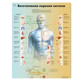 Vegetative Nervous System Chart_RUS_L - SAVELIVES
