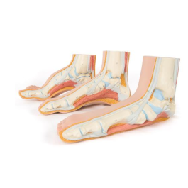 Anatomy Set Foot Models - SAVELIVES