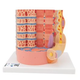 3B MICROanatomy™ Muscle Fiber - SAVELIVES